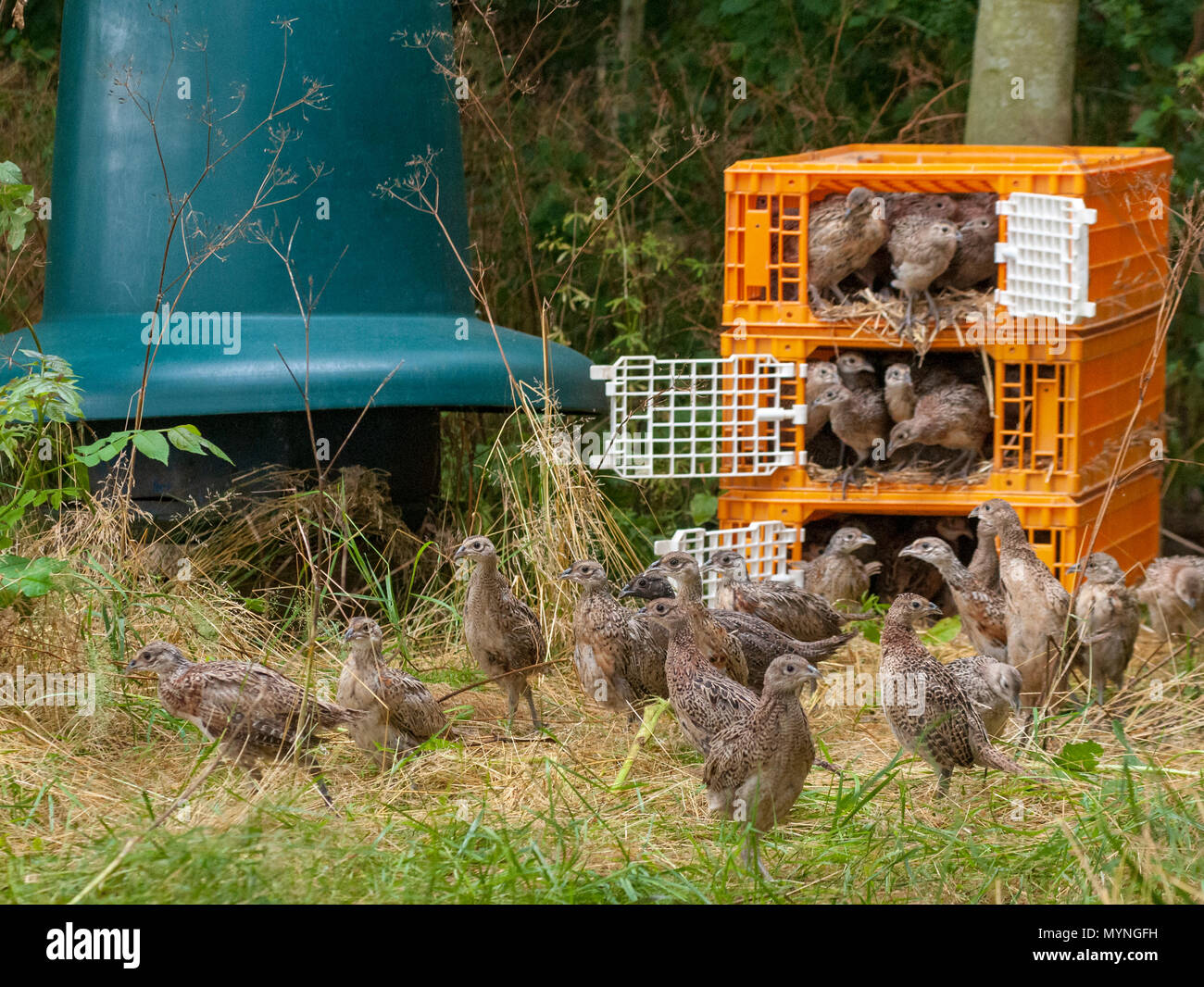 Pheasant Pen High Resolution Stock Photography and Images - Alamy