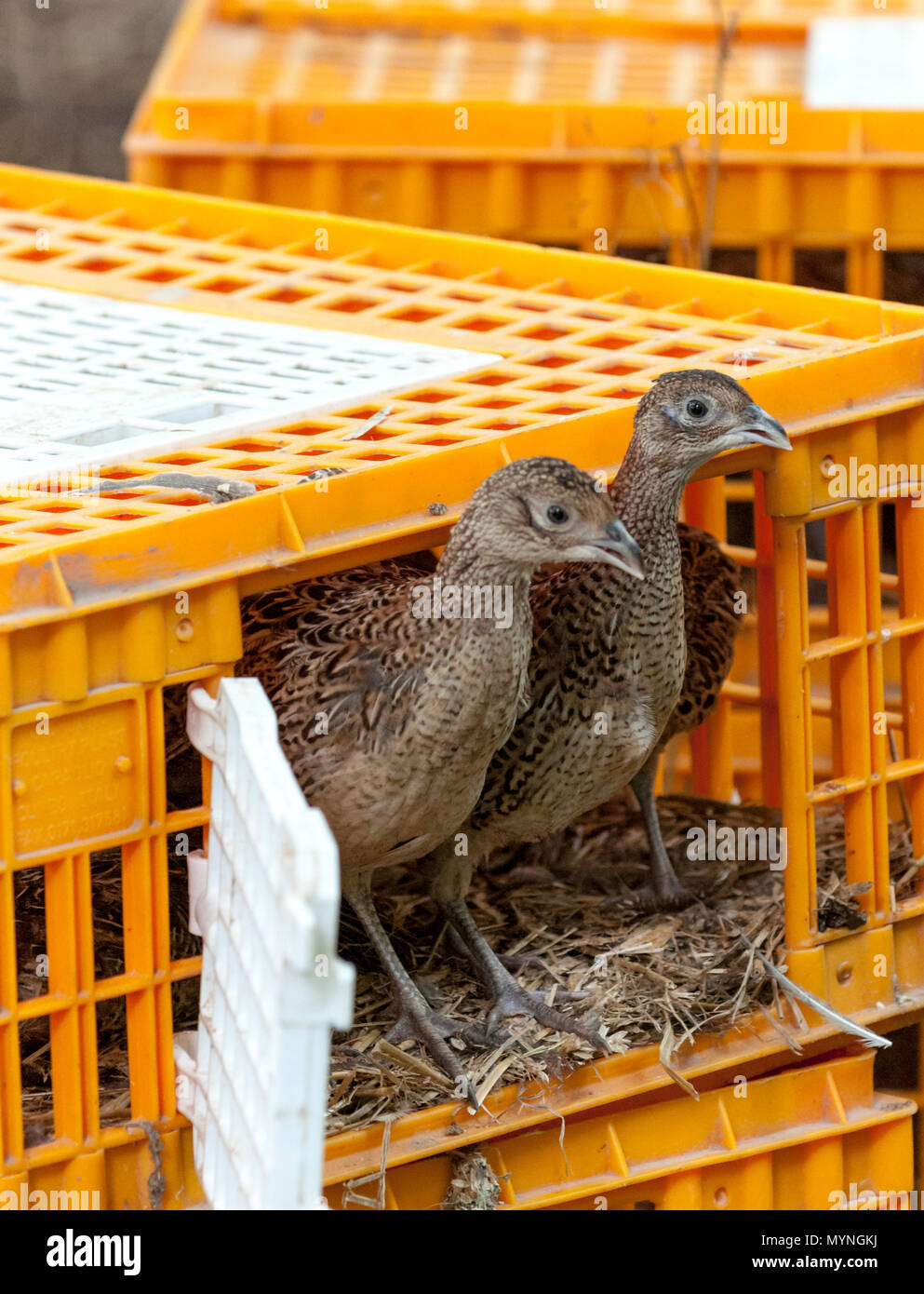 Seven week old pheasant chicks, often known as poults, being released ...