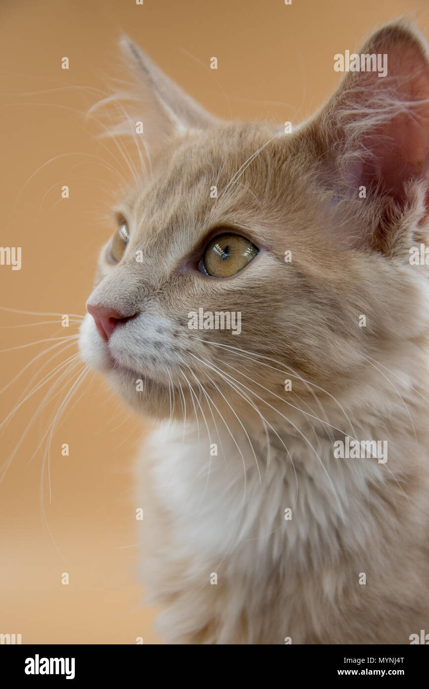 13 week old hi-res stock photography and images - Alamy