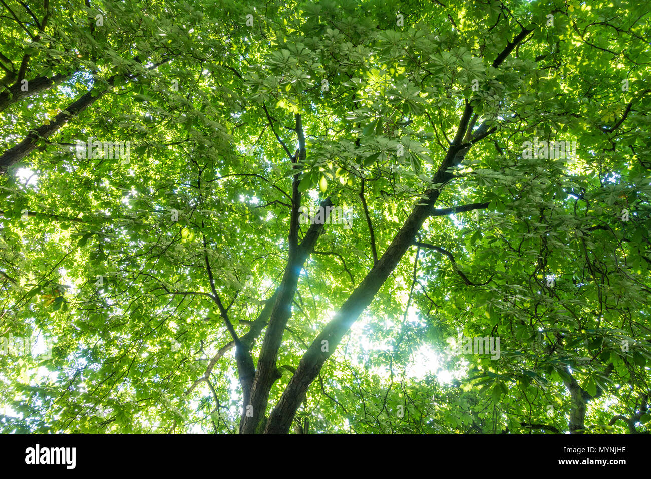 Canopy of tree hi-res stock photography and images - Alamy