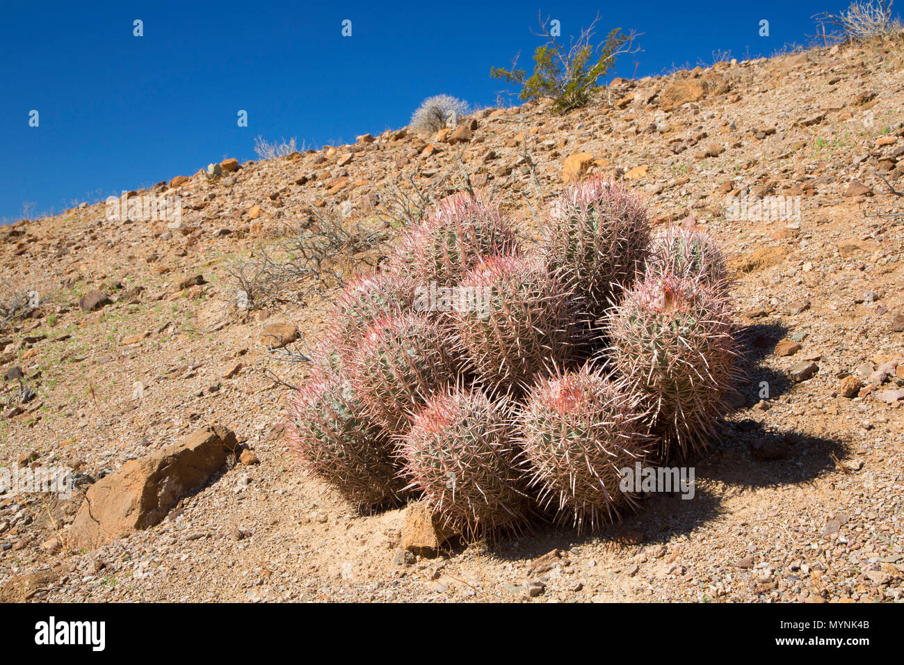 Echinocactus polycephalus hi-res stock photography and images - Alamy