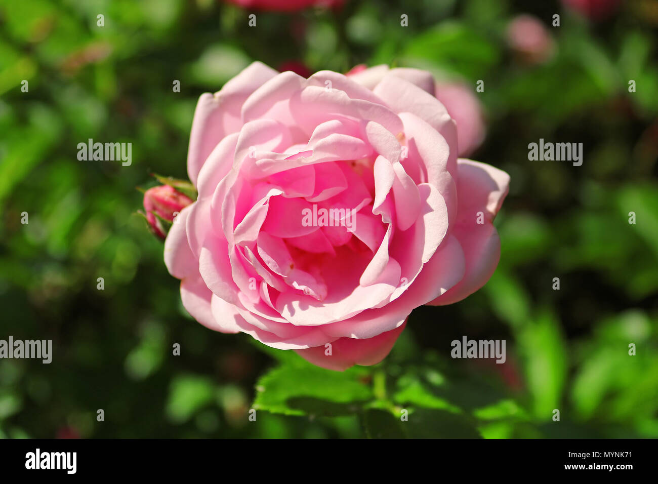 Delicate pink rose on the bush in the spring garden Stock Photo - Alamy