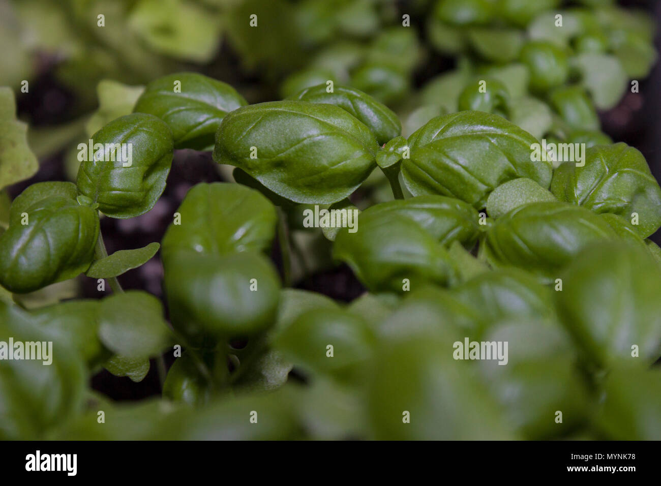 Growing basil hi-res stock photography and images - Alamy