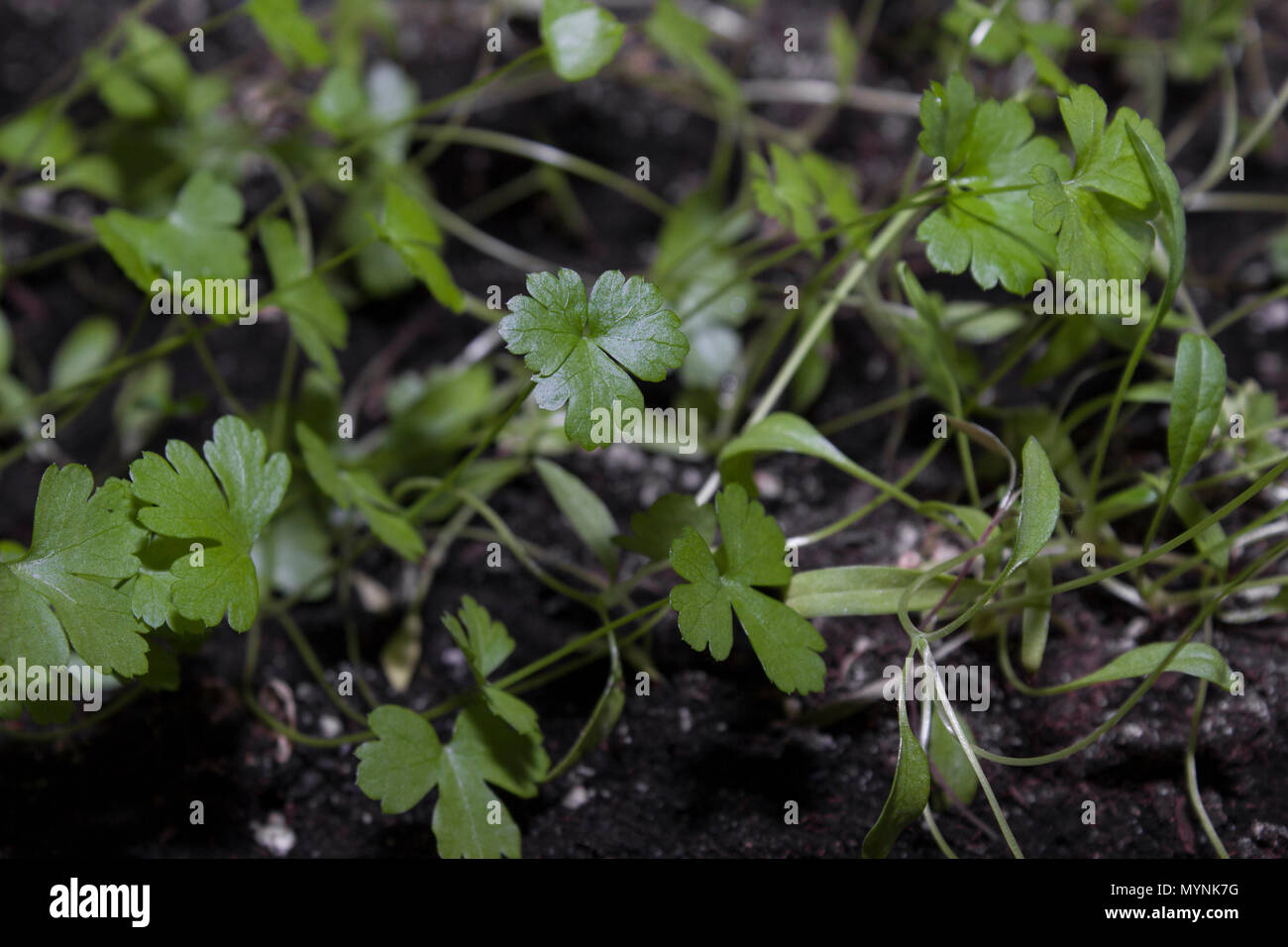 Parsley seedling hi-res stock photography and images - Alamy