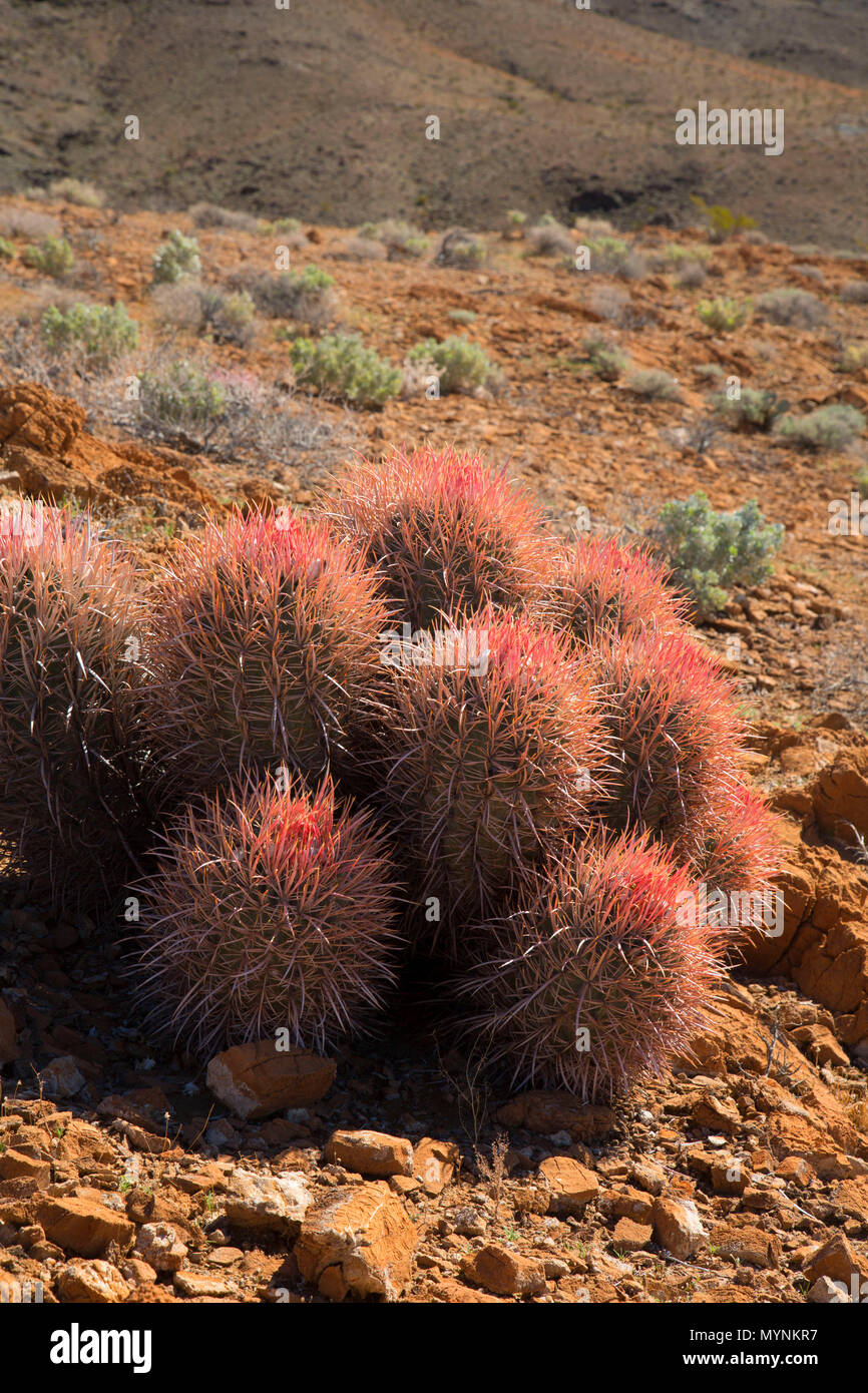 Cottontop Barrel cactus (Echinocactus polycephalus), Death Valley ...