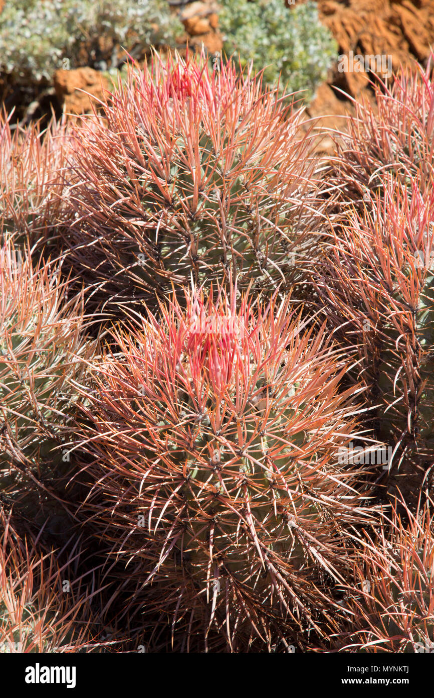Echinocactus polycephalus hi-res stock photography and images - Alamy