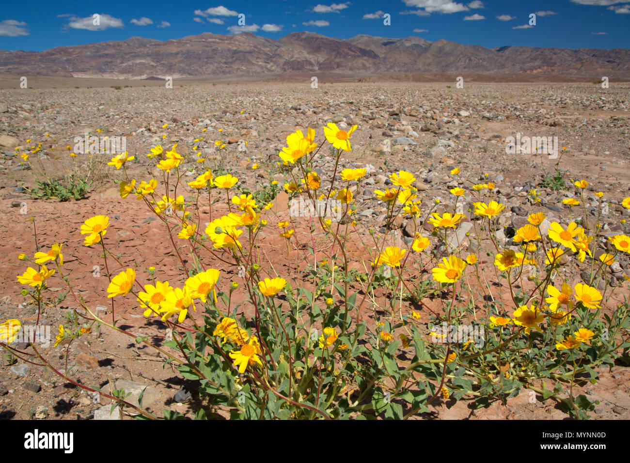 Desert gold (Geraea canescens), Death Valley National Park, California ...