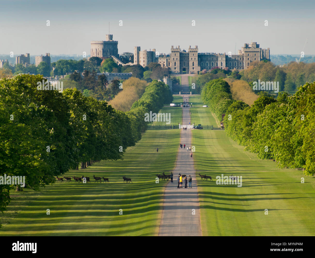 Deer stroll across long Walk of Windsor Castle Stock Photo - Alamy