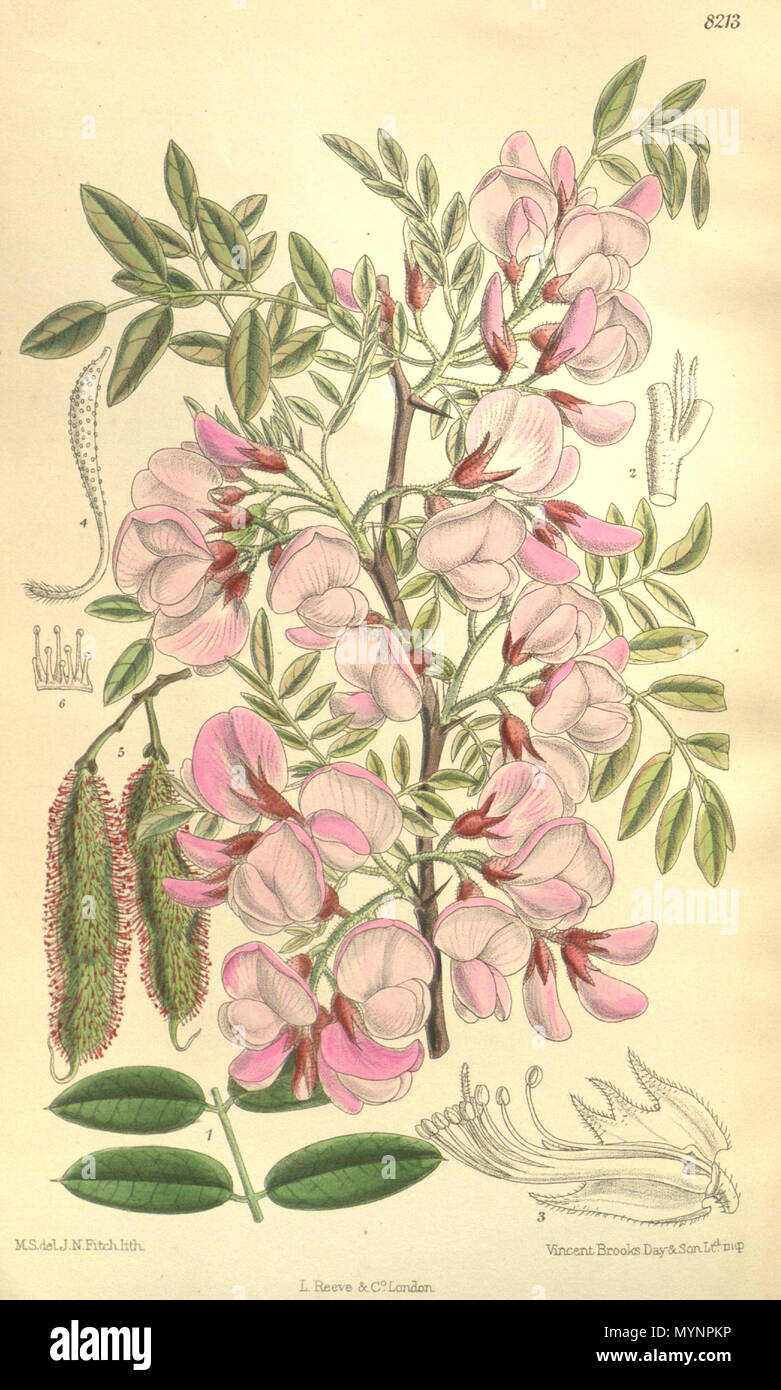 Robinia hispida hi-res stock photography and images - Alamy