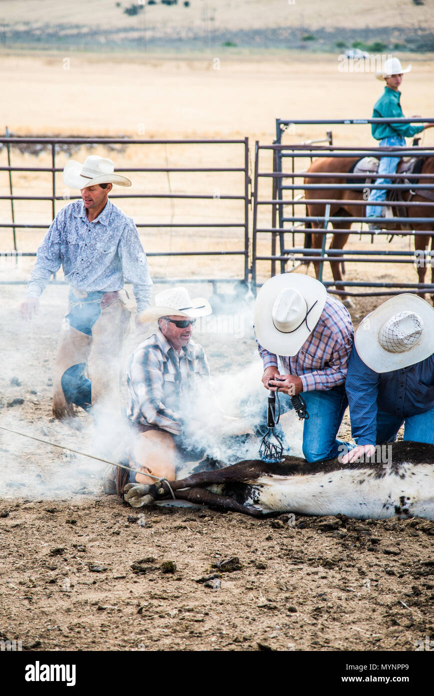 Cowboys calf roping team roping hi-res stock photography and images - Alamy