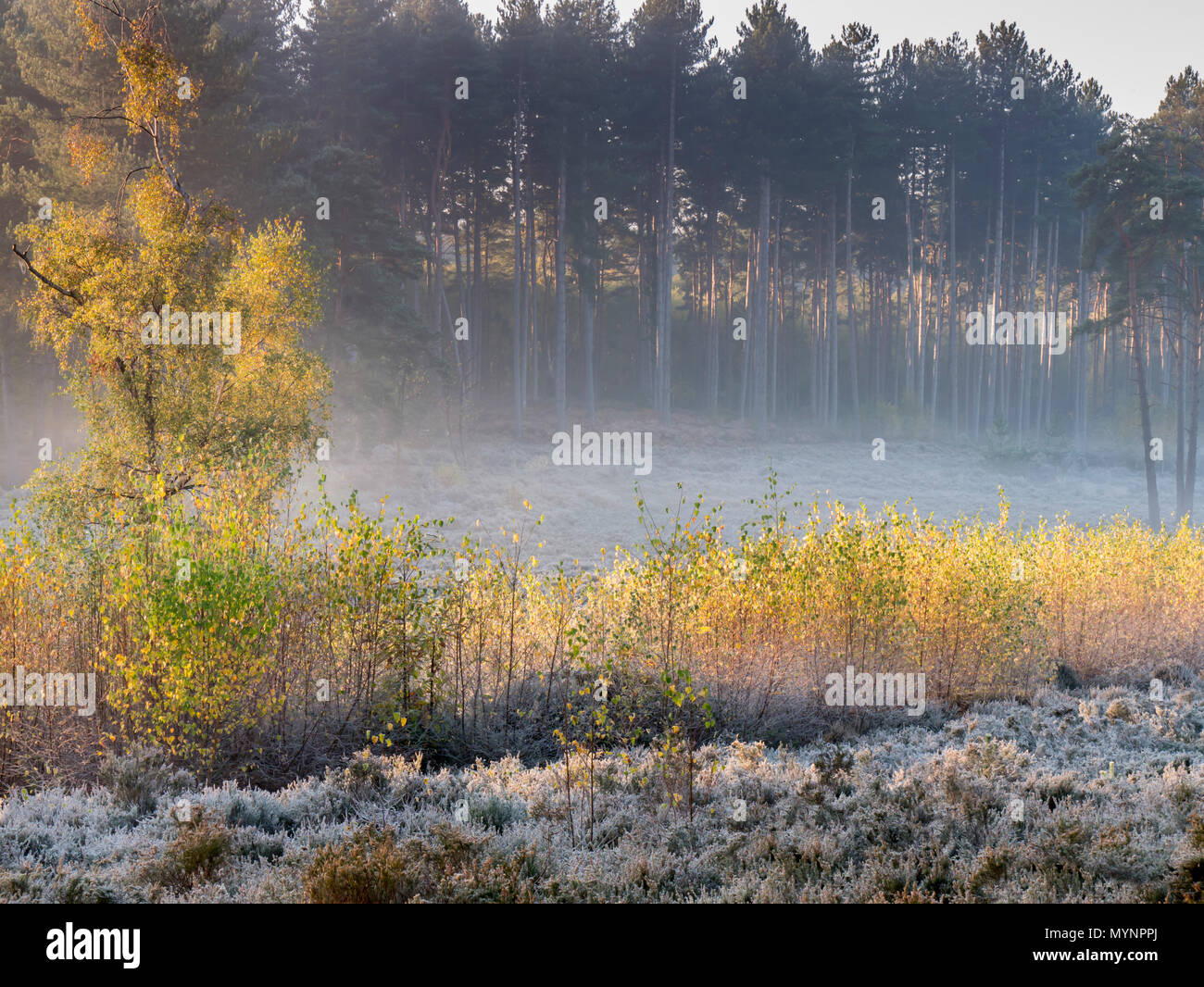 Esher common hi-res stock photography and images - Alamy