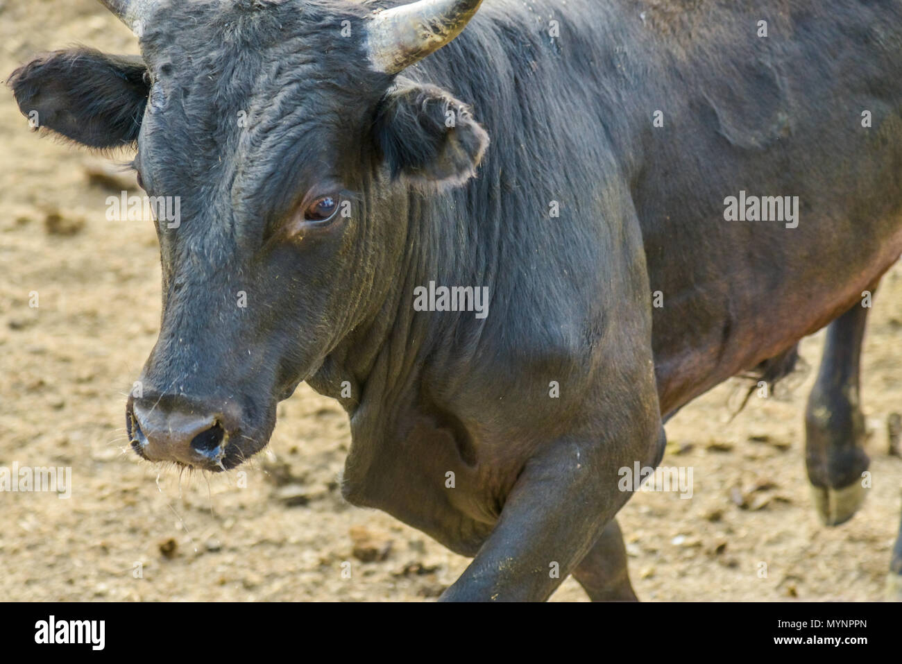 Mean bull hi-res stock photography and images - Alamy