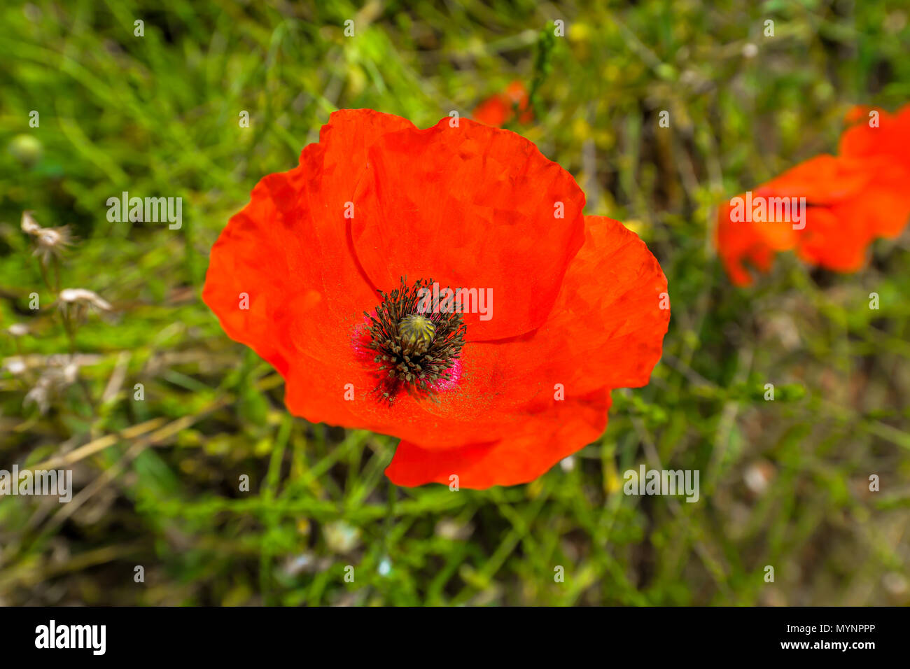 Red poppy flower yellow center hi-res stock photography and images - Alamy