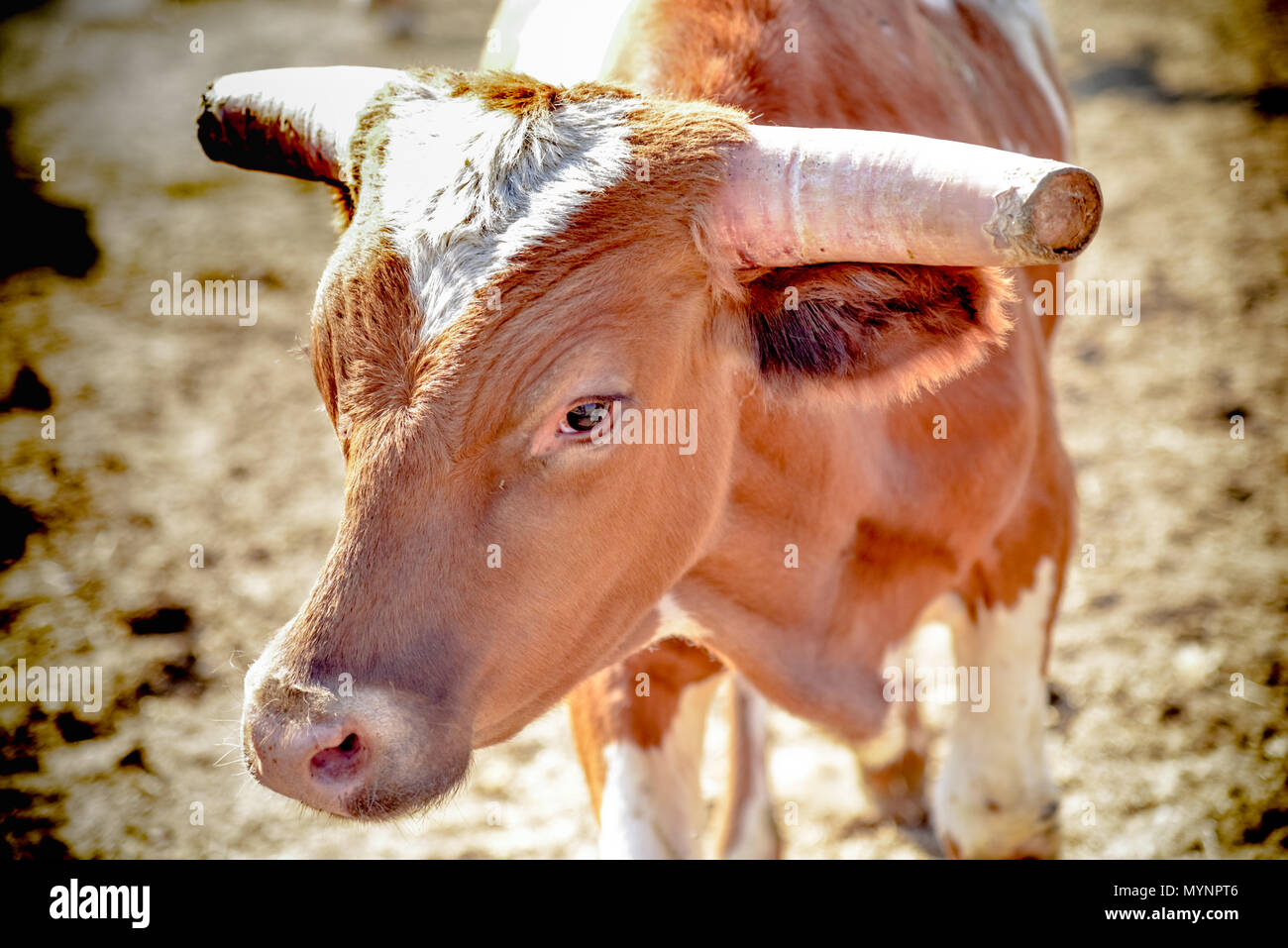 Bull cow moving hi-res stock photography and images - Alamy