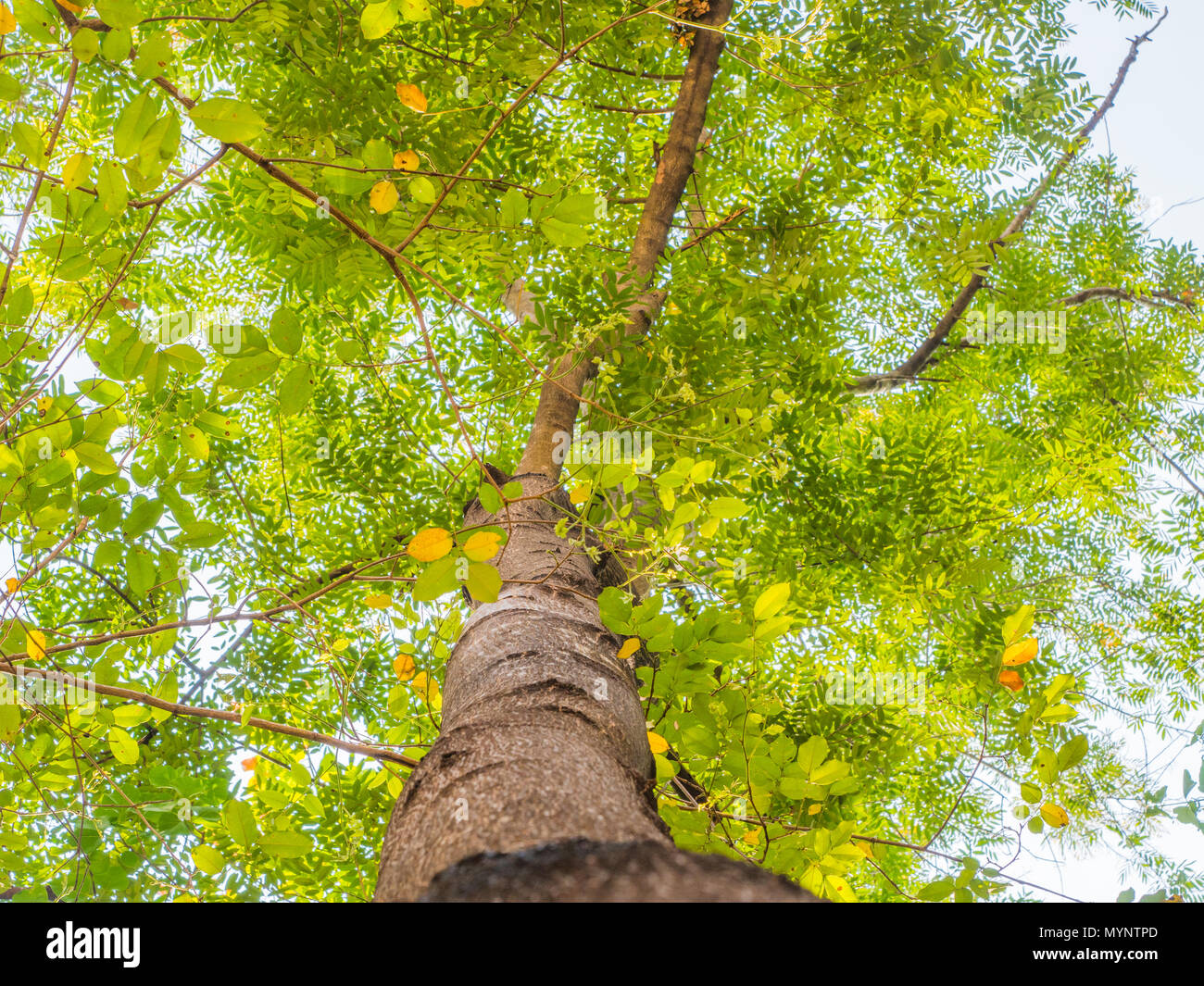 colorful leaf on tree with under view from ground Stock Photo - Alamy