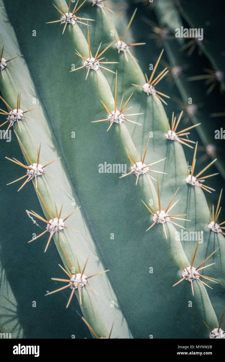 Cactus. Close up of green succulent or cactus plant with sharp spikes ...