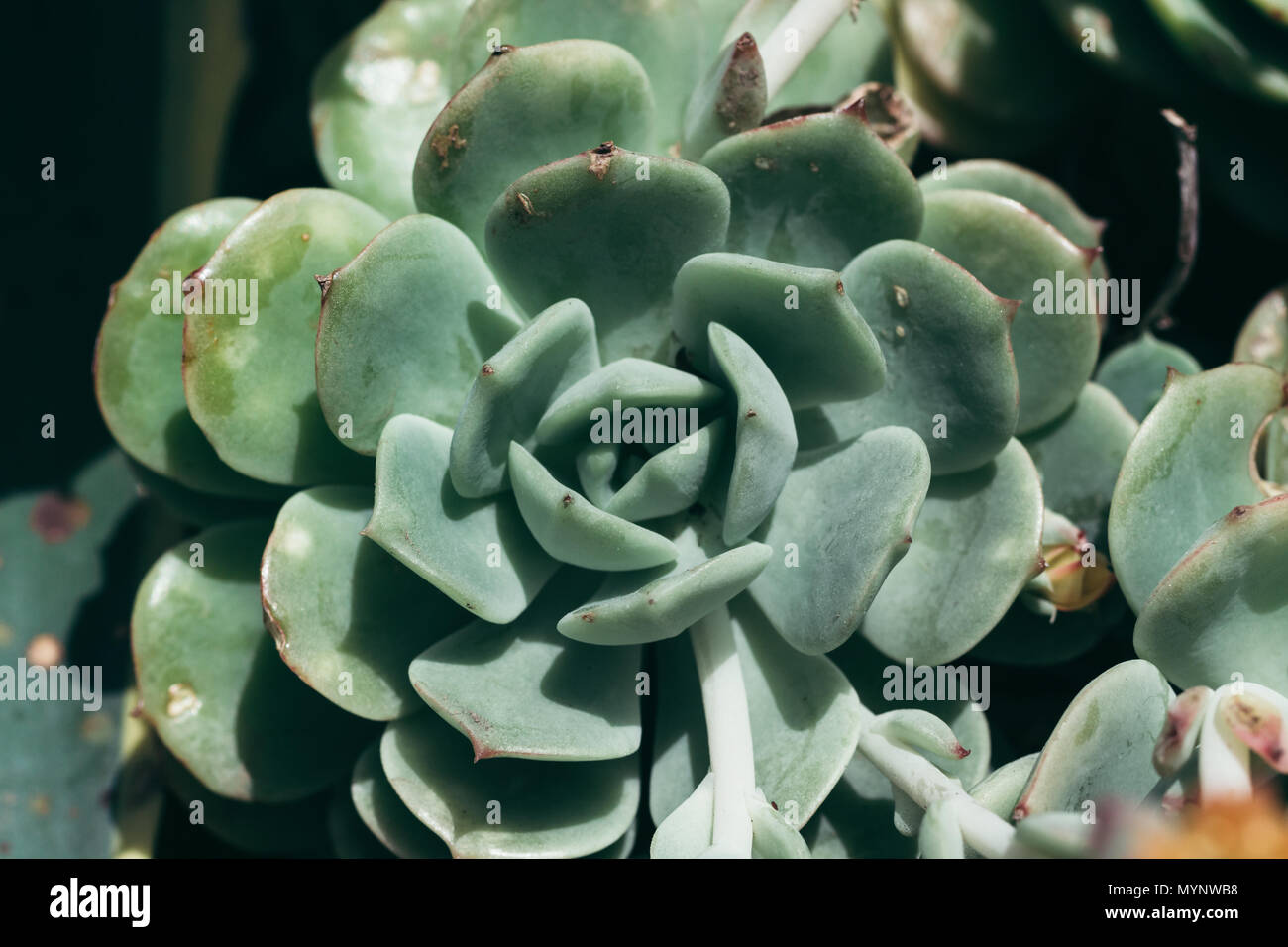 Beautiful succulent plants, close up Stock Photo - Alamy