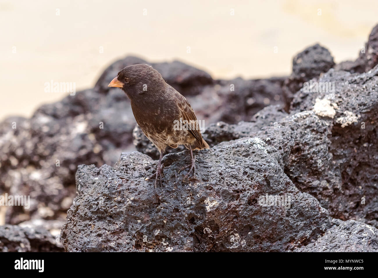 Galapagos Medium-ground Finch (Geospiza fortis) male perched on a rock ...