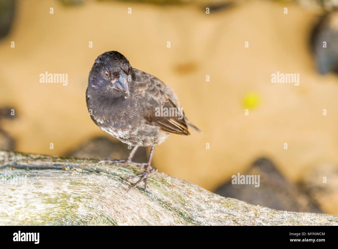 Ground Finch bird (Geospiza fortis), sitting on the lava rock in Santa ...