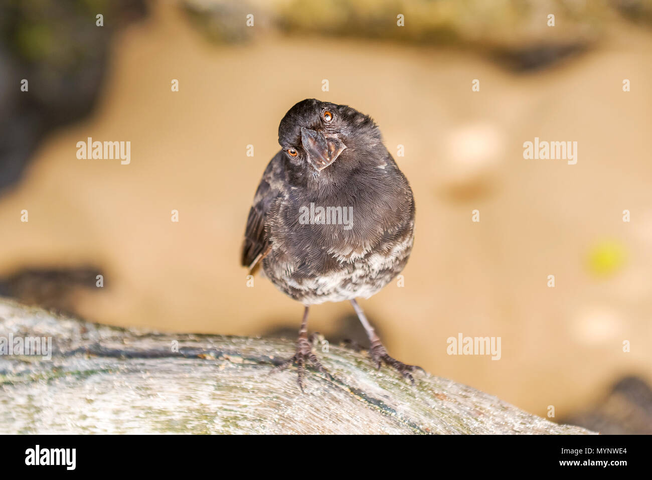 Ground Finch bird (Geospiza fortis), sitting on the lava rock in Santa ...