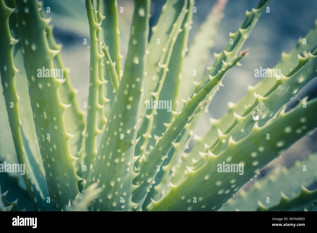 Aloe x spinosissima. Spider Aloe beautiful plant, close up Stock Photo ...