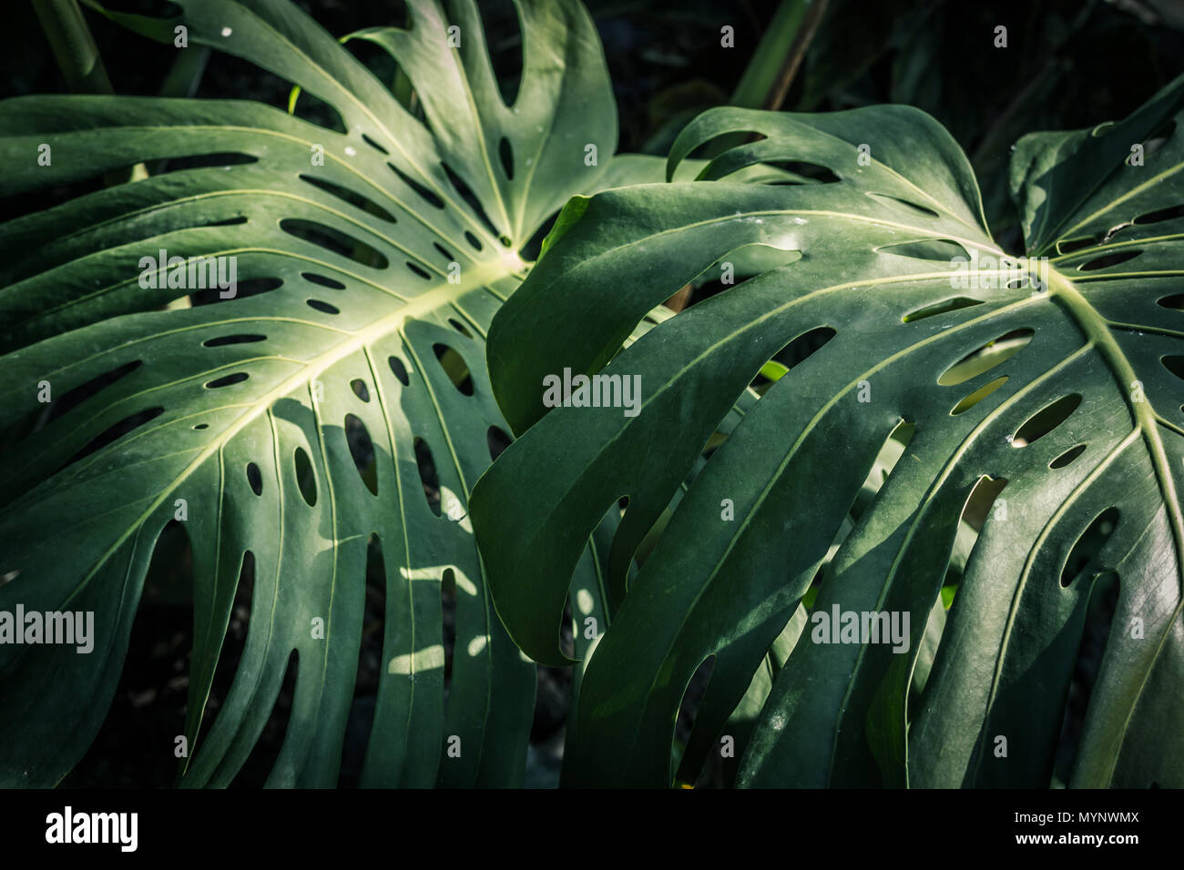 Lush green monstera plants hi-res stock photography and images - Alamy