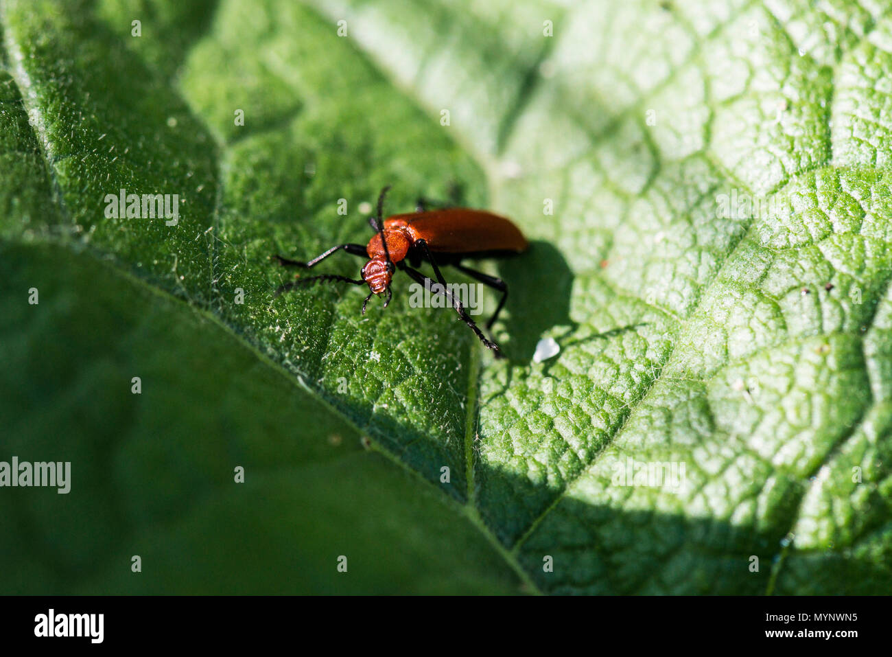 A red-headed cardinal beetle (Pyrochroa serraticornis Stock Photo - Alamy