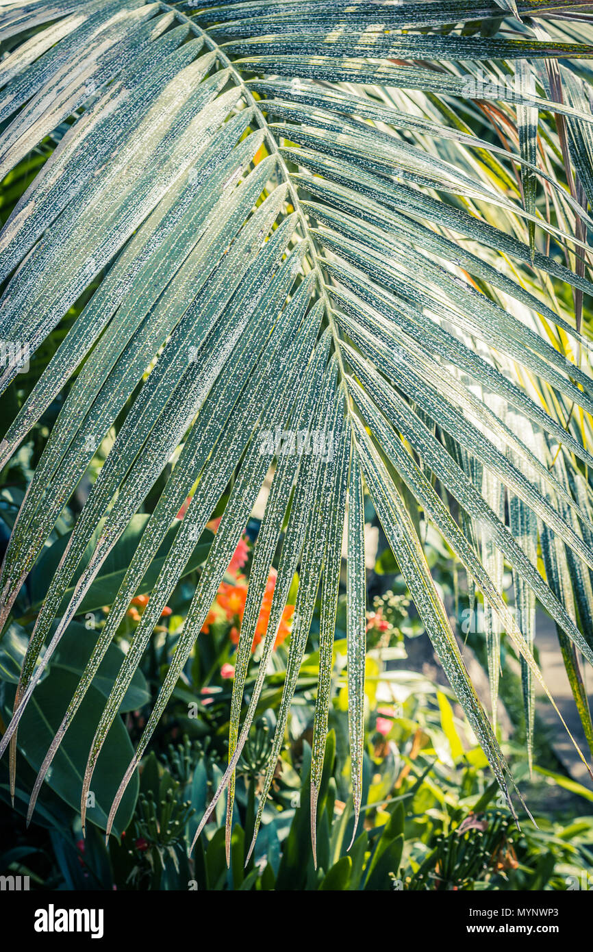 Palm tree leaf close up shot Stock Photo - Alamy