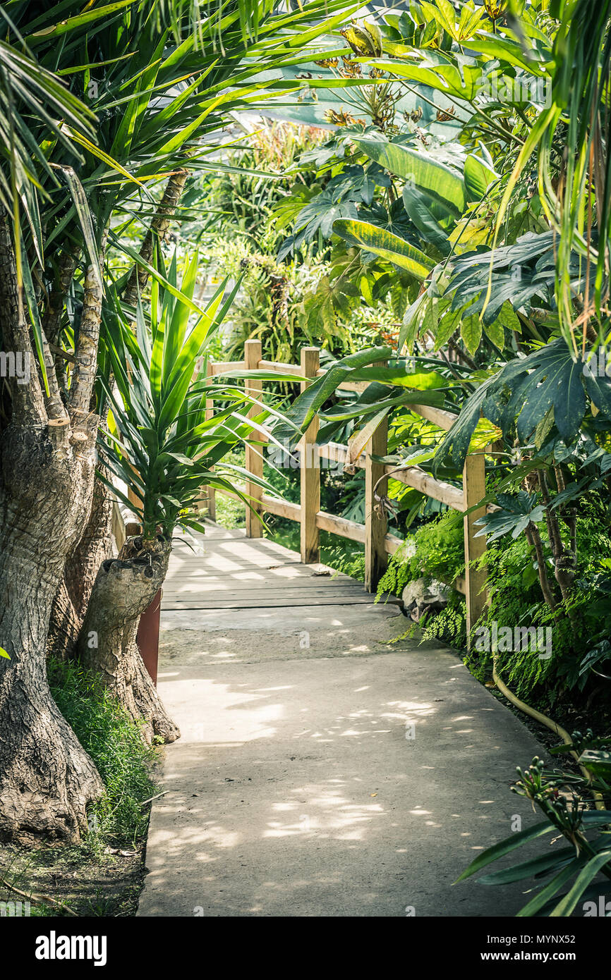 Variety of tropical plants in the greenhouse Stock Photo - Alamy