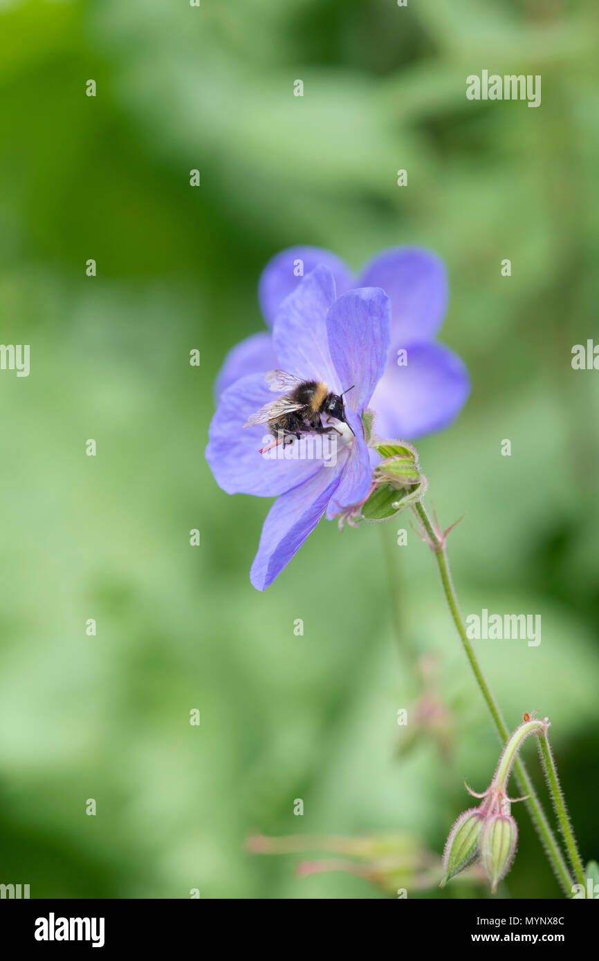 Bumblebee flower hi-res stock photography and images - Alamy