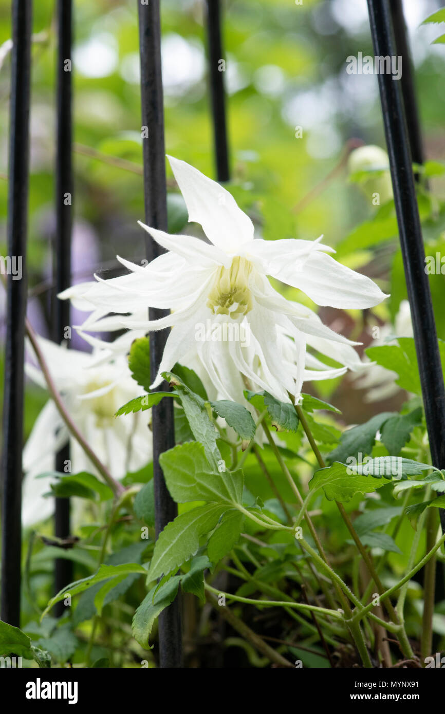Clematis macropetela ‘Lemon Dream’ flower. UK Stock Photo - Alamy
