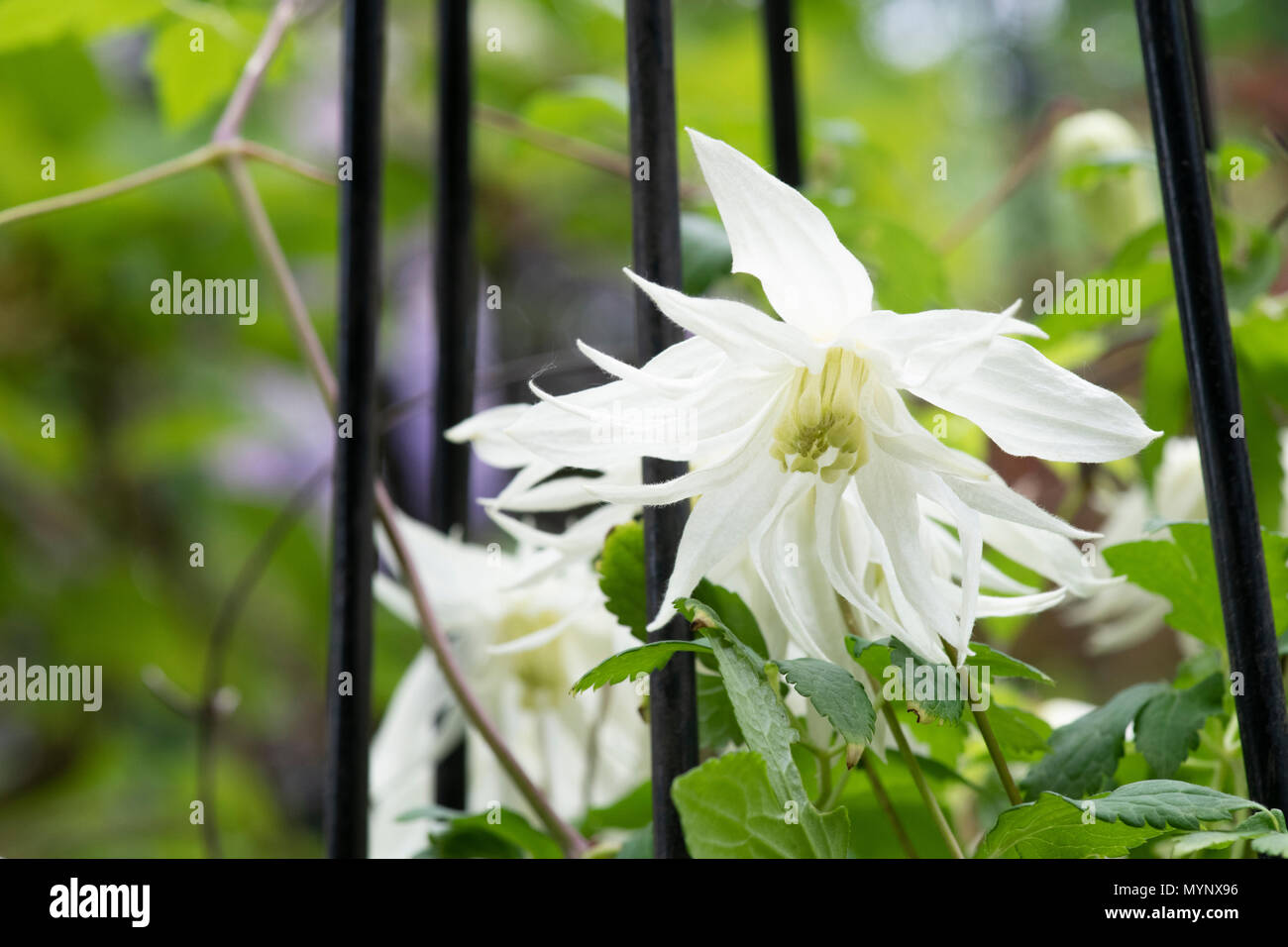 Nodding flower head hi-res stock photography and images - Alamy