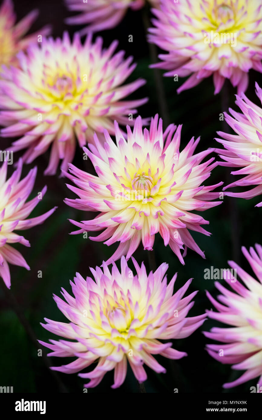 Dahlia ‘Karma sangria' flowers. Semi Cactus dahlias on display at a ...