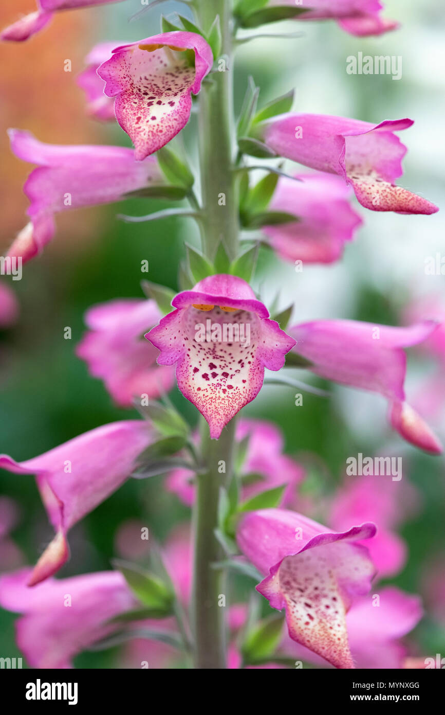 Digitalis hybrida foxlight rose ivory hi-res stock photography and ...