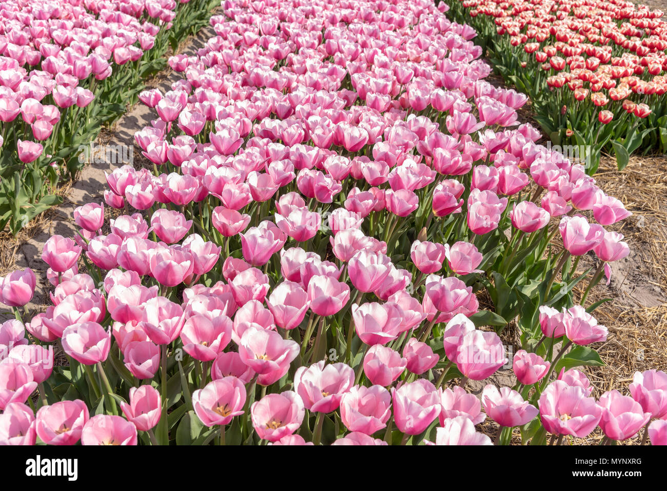 Dutch bulb cultivation hi-res stock photography and images - Alamy