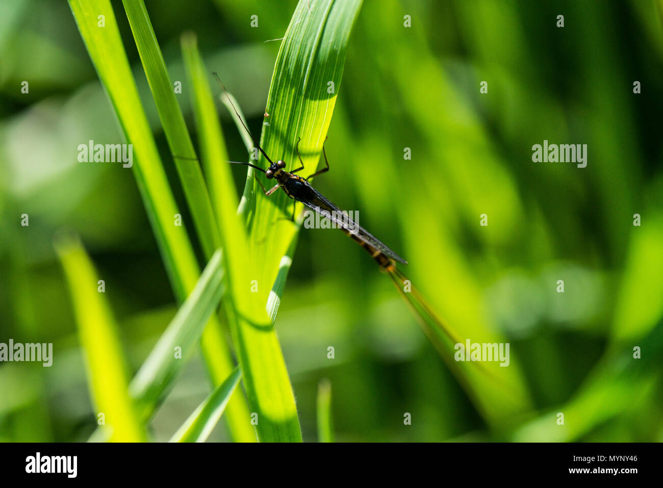 Mayfly tails hi-res stock photography and images - Alamy