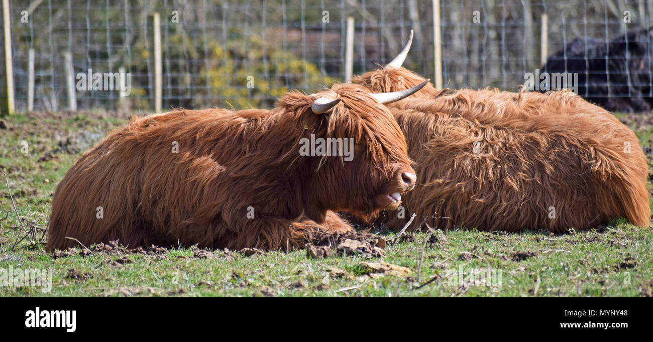 Highland Cattle in Field, Angus, Scotland Stock Photo - Alamy