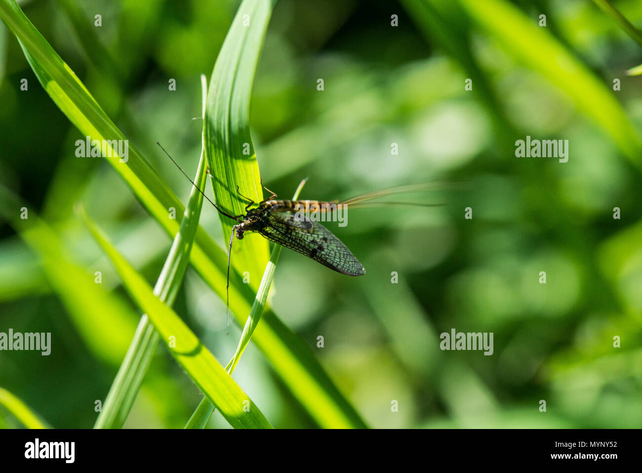Mayfly tails hi-res stock photography and images - Alamy
