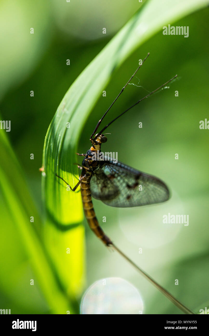 Mayfly tails hi-res stock photography and images - Alamy