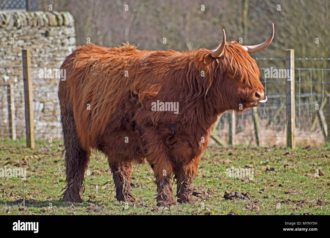 Cow in angus scotland hi-res stock photography and images - Alamy