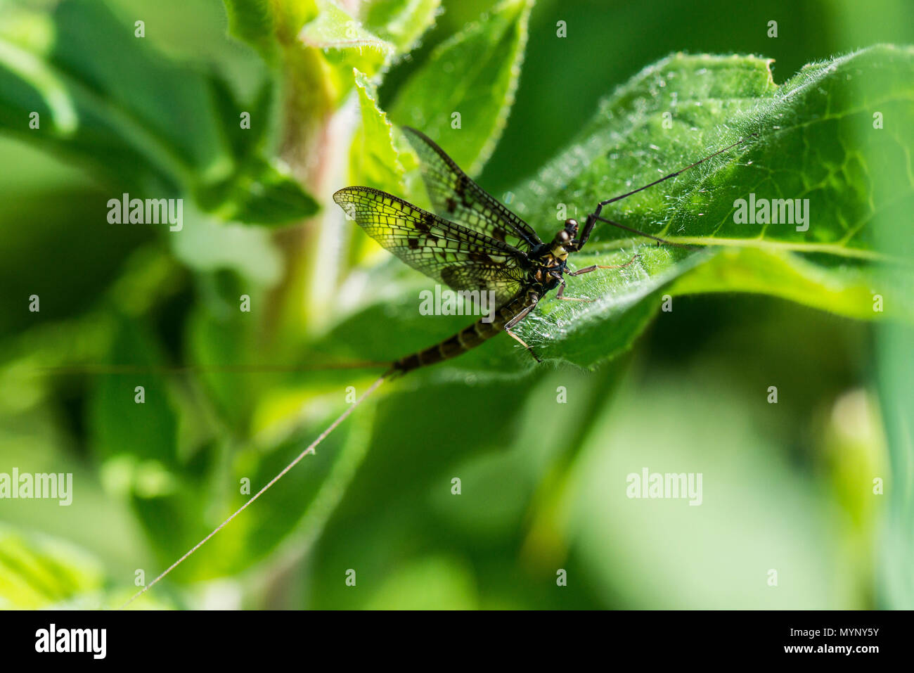 Mayfly tails hi-res stock photography and images - Alamy