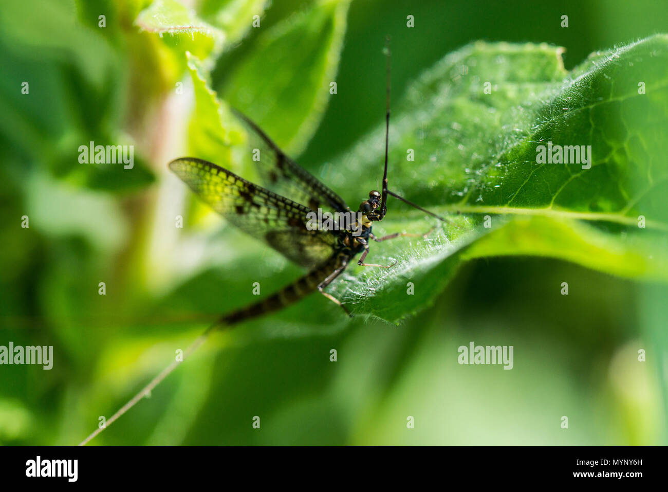 Mayfly tails hi-res stock photography and images - Alamy