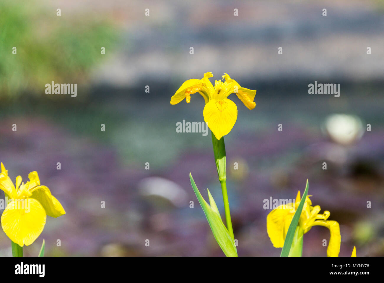 A yellow iris (Iris pseudacorus) growing in a a pond Stock Photo - Alamy