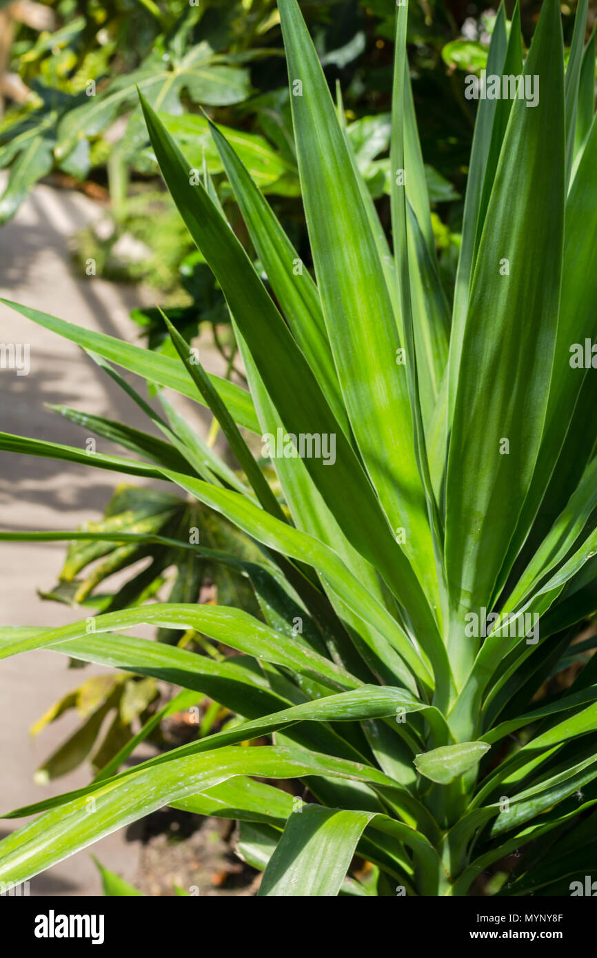 Abstract detail of Yucca leaves, exotic plant Stock Photo - Alamy