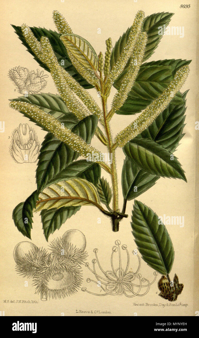 . Quercus densiflora (= Notholithocarpus densiflorus), Fagaceae . 1917 ...
