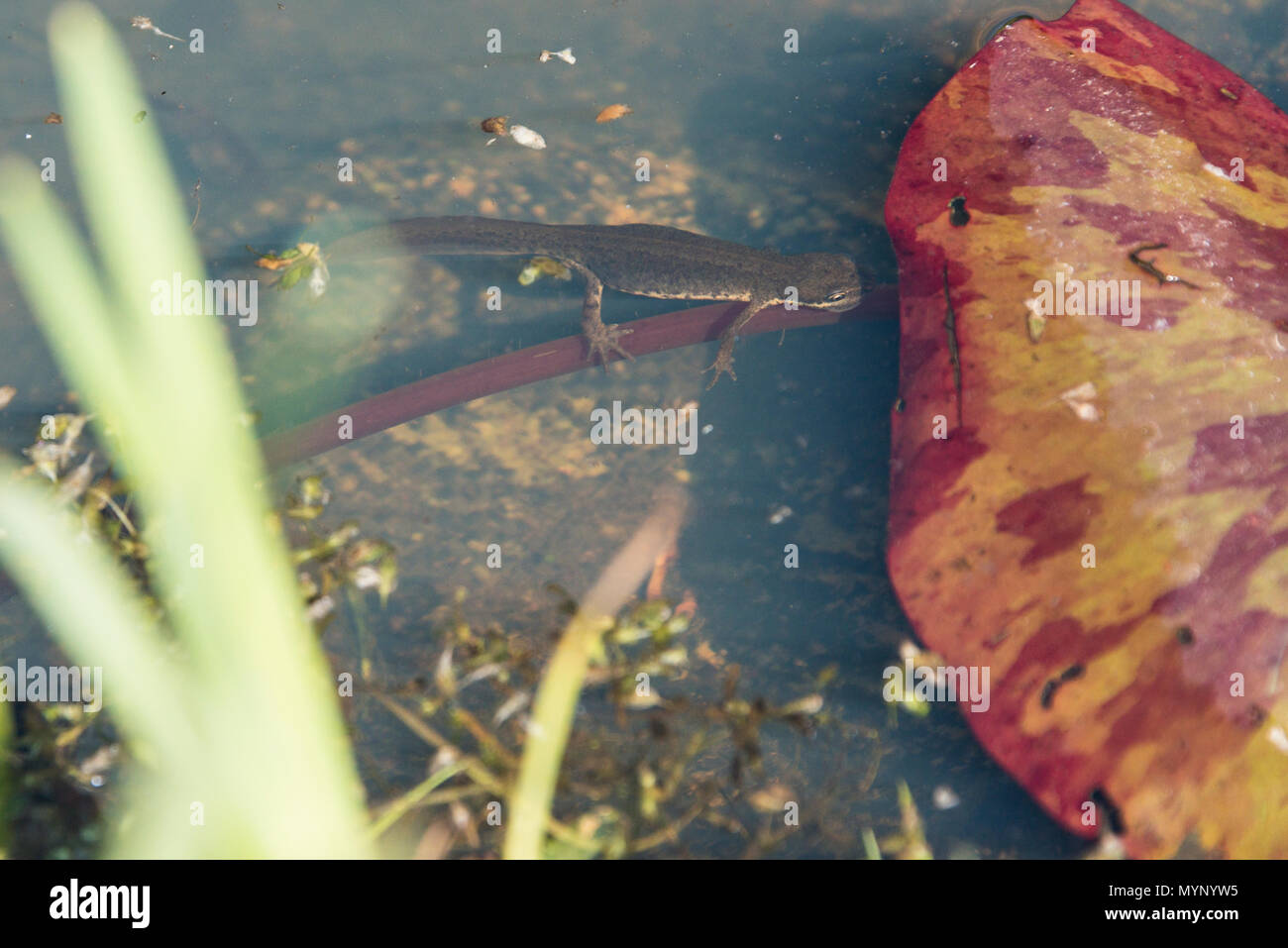 Common newt in pond hi-res stock photography and images - Alamy