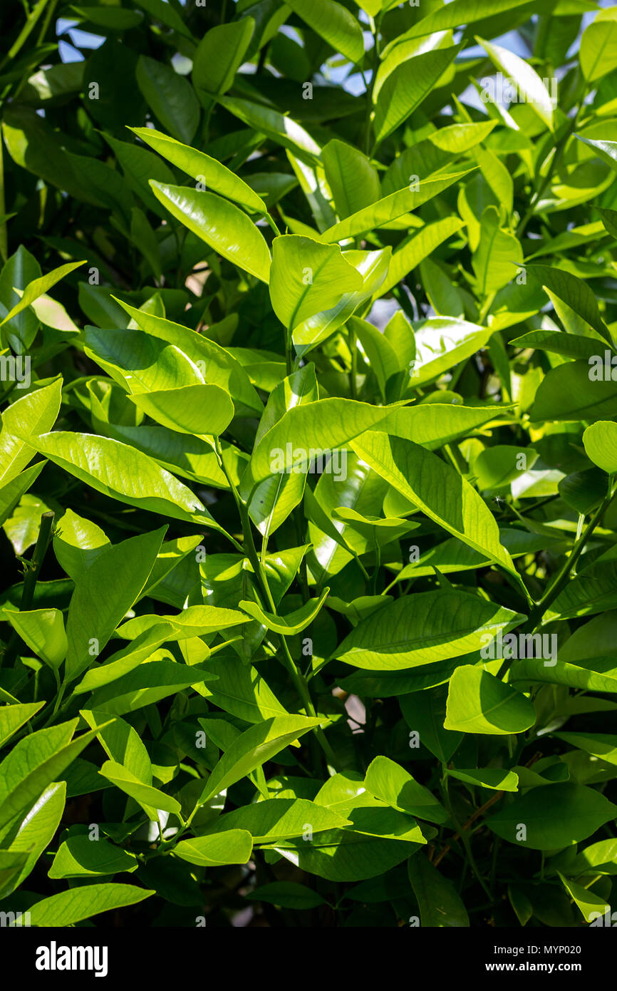 Orange Tree Leaves In Fall