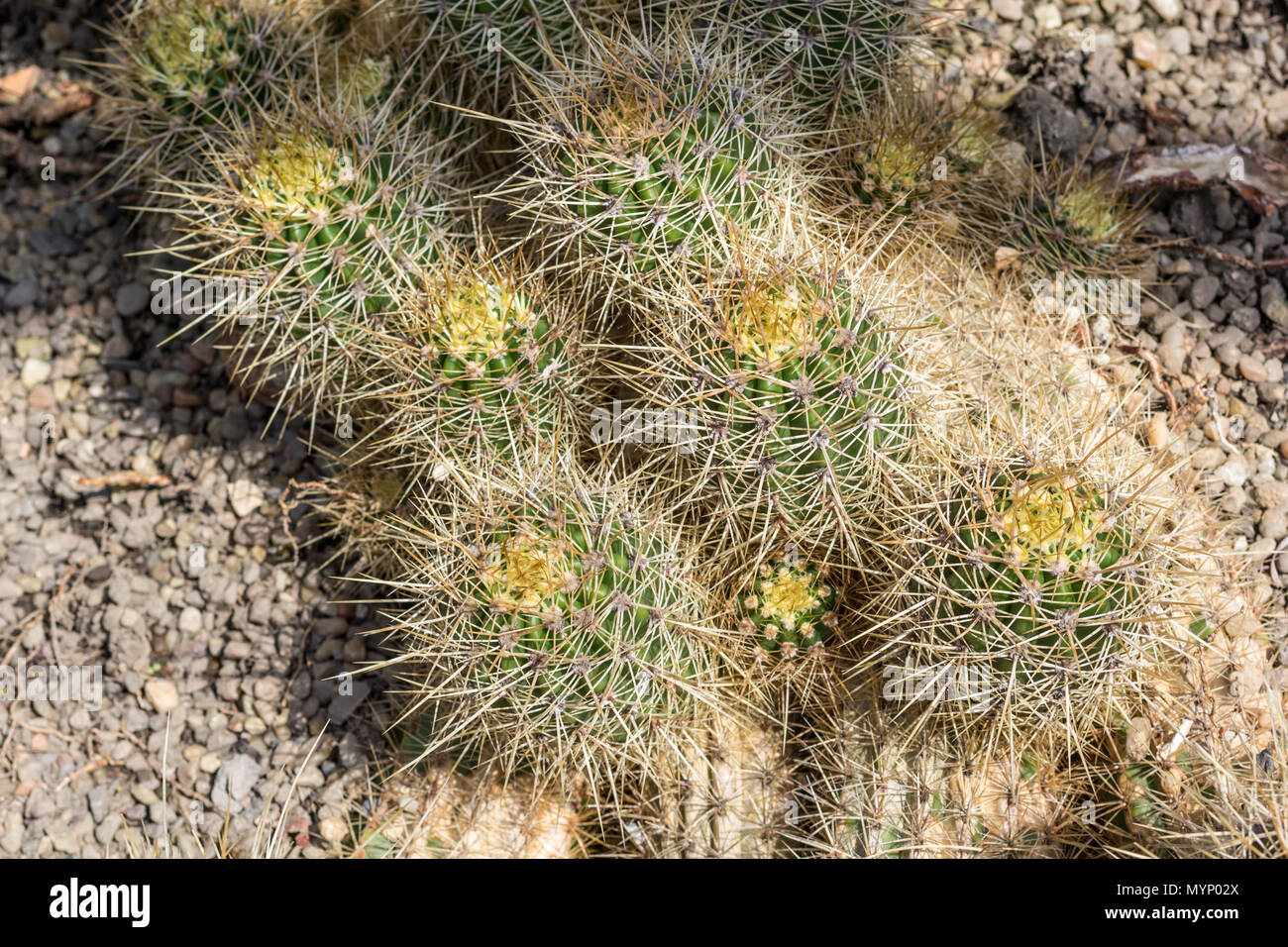 Long spikes cactus hi-res stock photography and images - Alamy