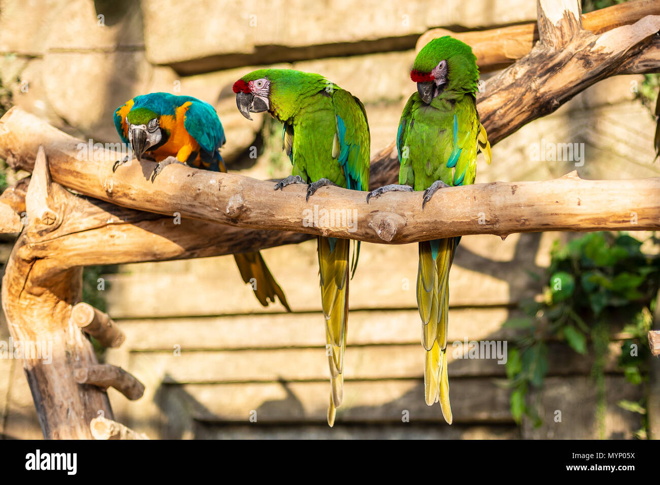 Araararauna hi-res stock photography and images - Alamy