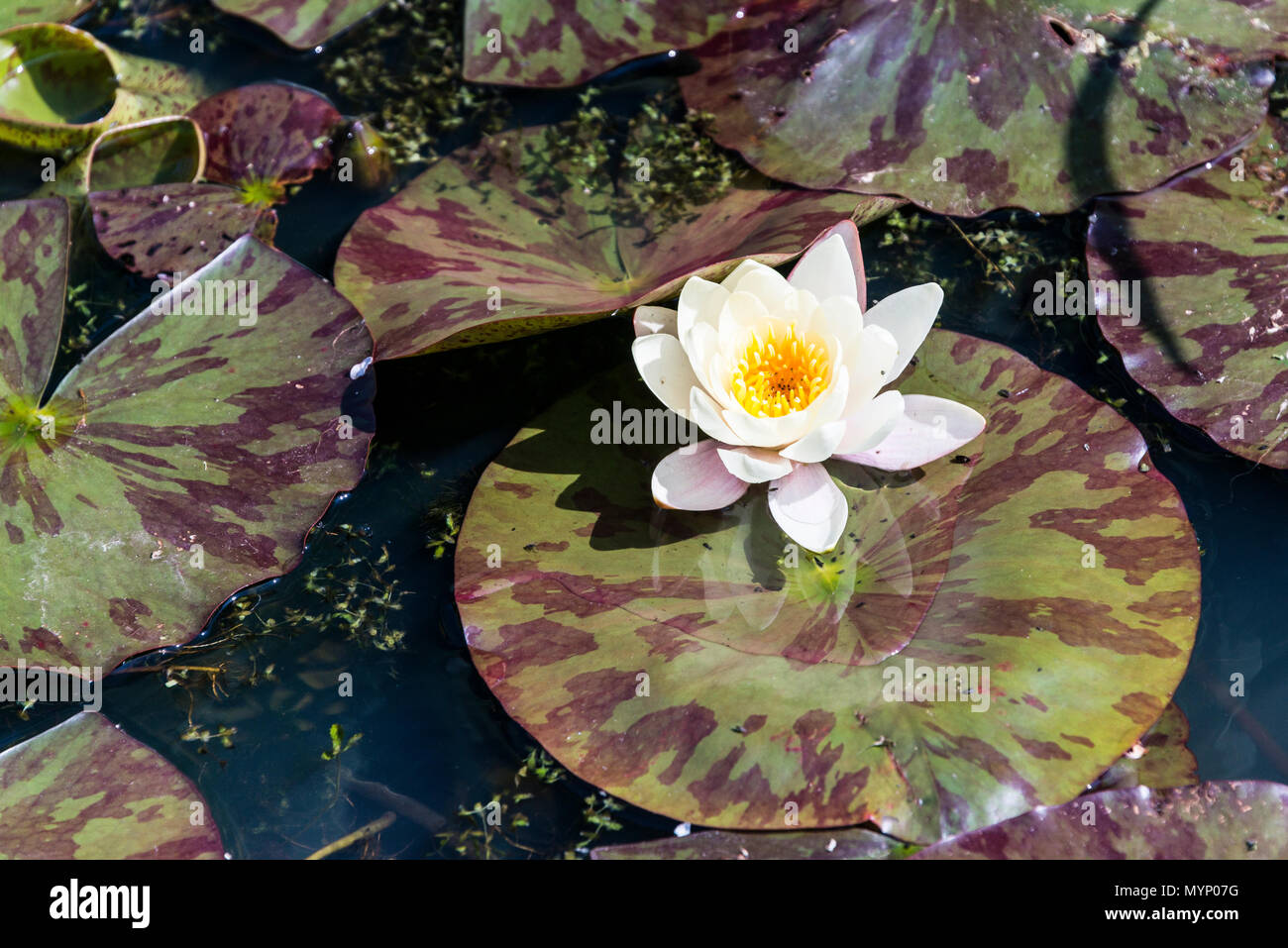 White lily pads nymphaeaceae hi-res stock photography and images - Alamy